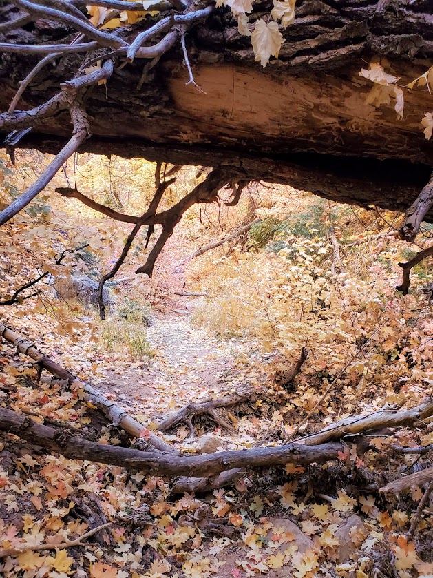 Spring Creek Canyon, A Perfect Little Fall Hike, Kanarraville, UT – On ...